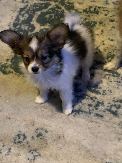 Papillon puppy dog for sale in Seymour, Missouri