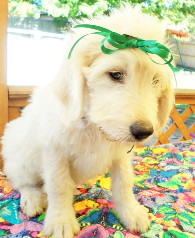 Goldendoodle puppy dog for sale in Buffalo, New York