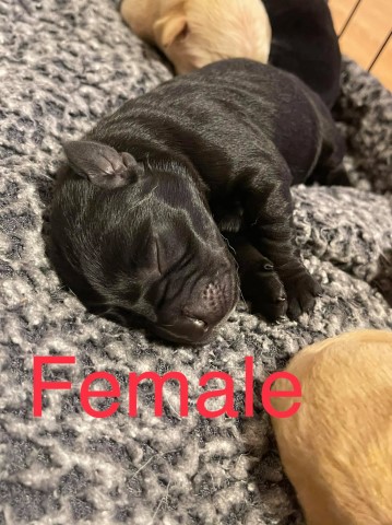 Labrador Retriever puppy dog for sale in Denham Springs, Louisiana