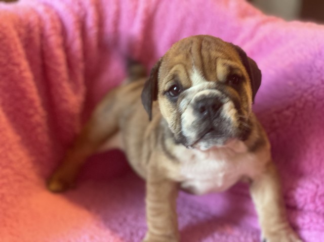 English Bulldog puppy dog for sale in Boston, Massachusetts