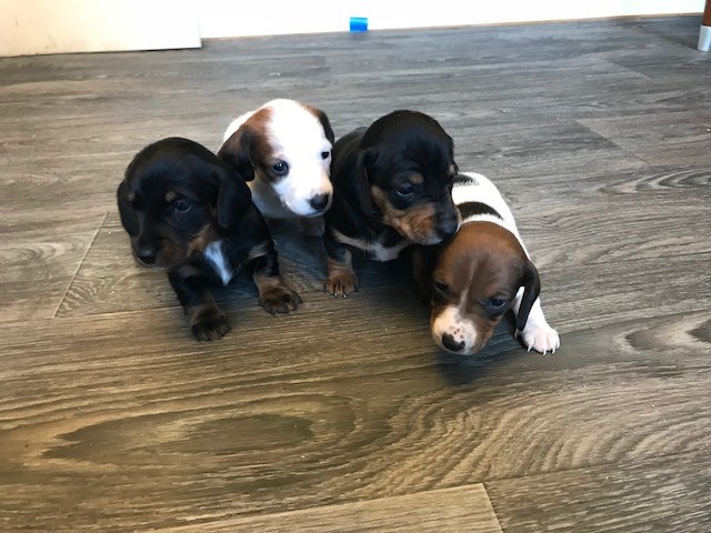 Dachshund puppy dog for sale in Granby, Connecticut