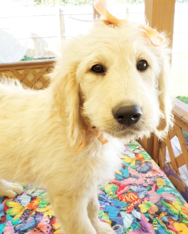 Goldendoodle puppy dog for sale in Buffalo, New York