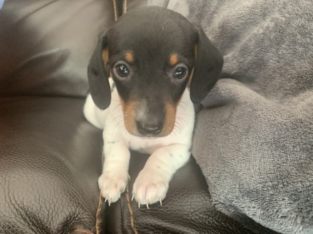 Dachshund puppy dog for sale in Granby, Connecticut