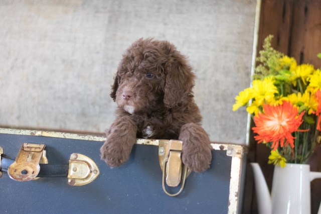 Anatolian Shepherd Dog puppy dog for sale in Akron, Ohio