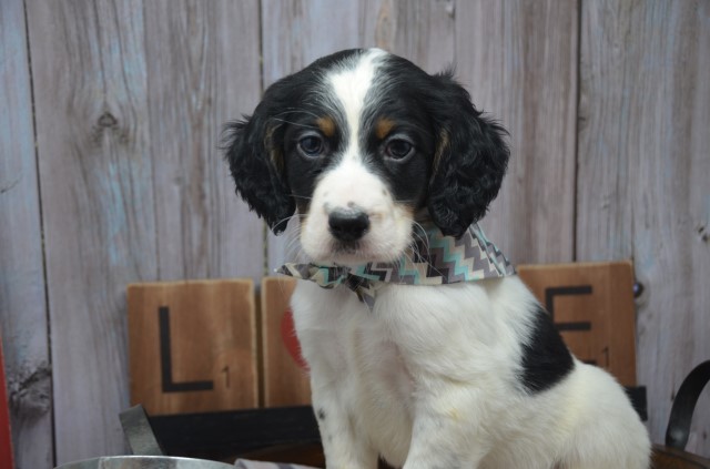 English Setter puppy dog for sale in East Palestine, Ohio