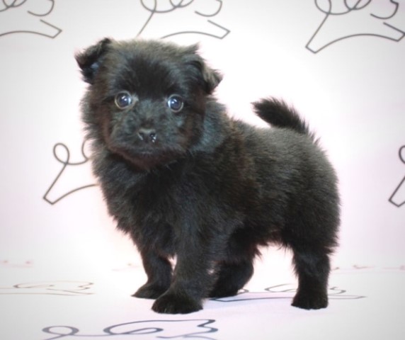 Pomeranian puppy dog for sale in Las Vegas, Nevada