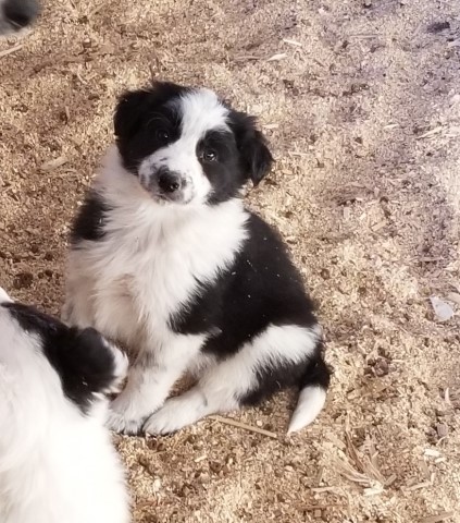 Border Collie puppy dog for sale in Wellington, Colorado