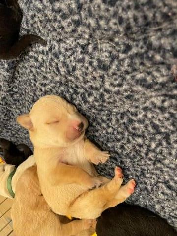 Labrador Retriever puppy dog for sale in Denham Springs, Louisiana