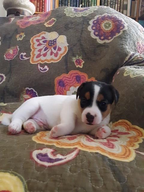 Jack Russell Terrier puppy dog for sale in Crystal River, Florida
