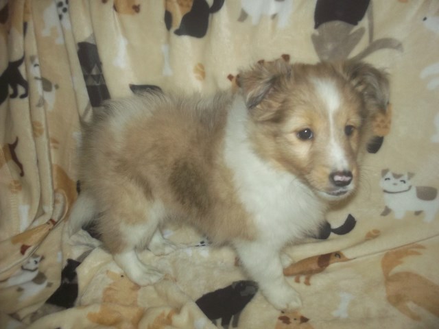 Shetland Sheepdog puppy dog for sale in Port B yron, NY 13140, New York