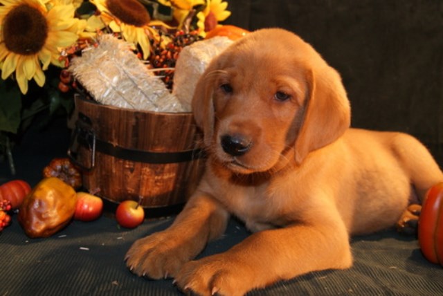 Labrador Retriever puppy dog for sale in Farmersville, Texas
