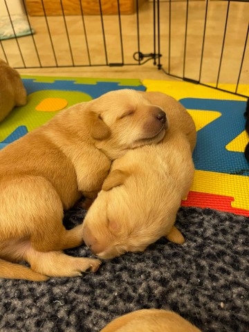 Labrador Retriever puppy dog for sale in Denham Springs, Louisiana