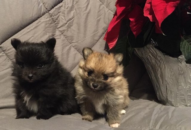 Pomeranian puppy dog for sale in Canton, Ohio