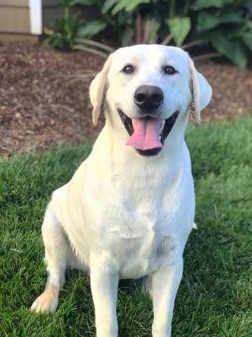 Labrador Retriever puppy dog for sale in Woodburn, Oregon