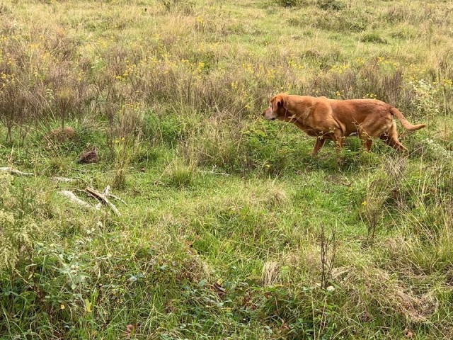 Labrador Retriever puppy dog for sale in Center, Texas