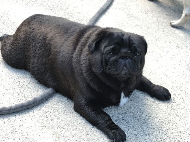 Pug puppy dog for sale in Saugus, Massachusetts