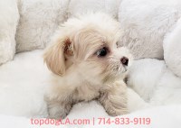 Search locally for Maltipoo Puppies and Dogs nearest you ...
