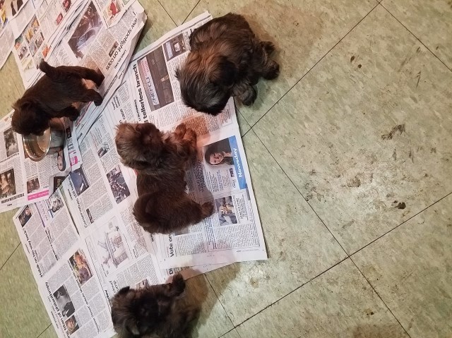 Shih Tzu puppy dog for sale in Shirley, New York