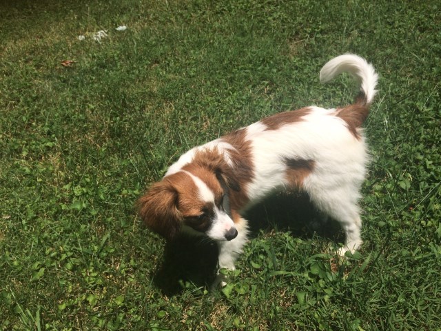 Papillon puppy dog for sale in Seymour, Missouri