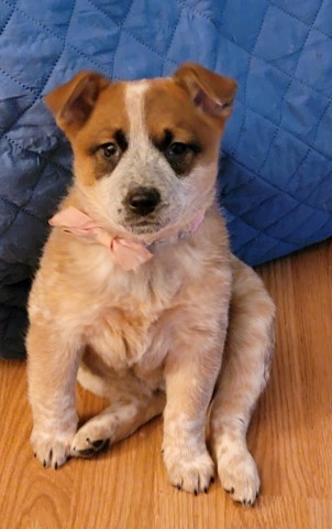 Australian Cattle Dog puppy dog for sale in Peyton, Colorado