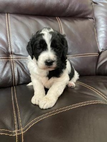 Saint Bernard puppy dog for sale in Finlayson, Minnesota