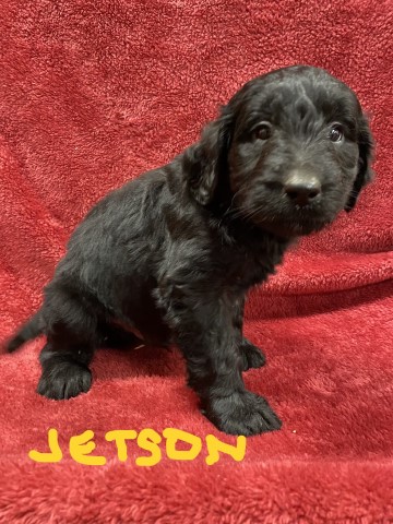 Labradoodle puppy dog for sale in Paulding, Ohio