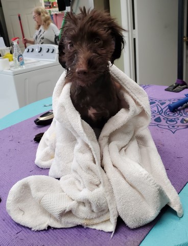 Cockapoo puppy dog for sale in Maysville, North Carolina