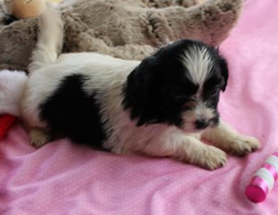 Shih Tzu puppy dog for sale in southeast, Kansas