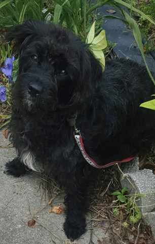 Jack Russell Terrier puppy dog for sale in Fayetteville, North Carolina