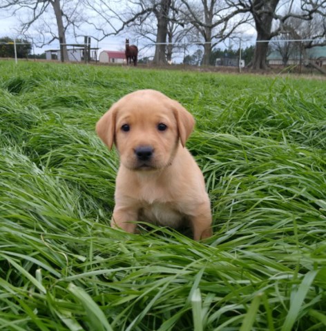 Labrador Retriever puppy dog for sale in Singer, Louisiana