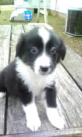 English Shepherd puppy dog for sale in Nathalie, Virginia