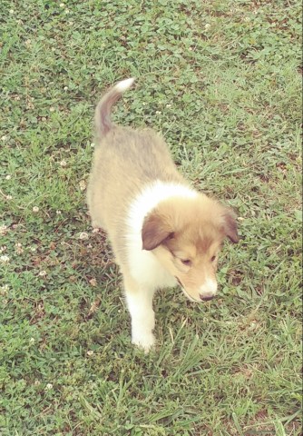 Collie puppy dog for sale in Newberry, South Carolina