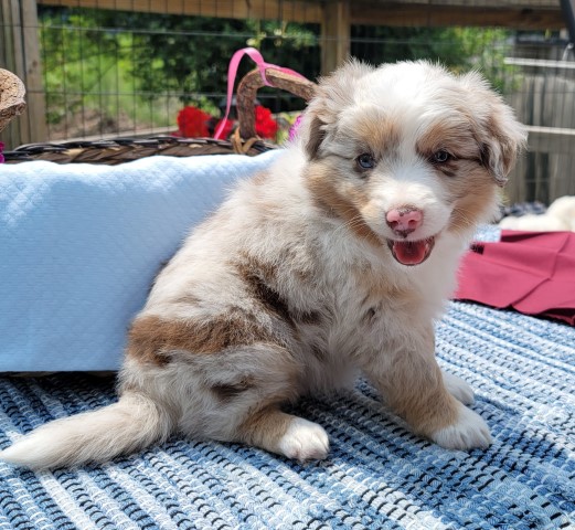 Australian Shepherd Dog puppy dog for sale in Holton, Michigan