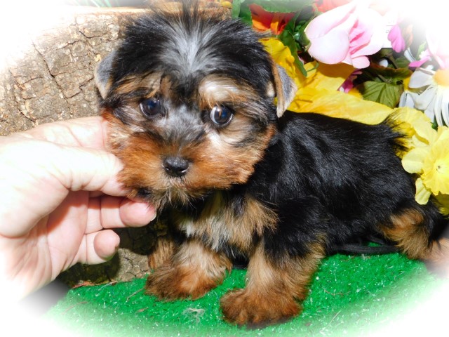 Yorkshire Terrier puppy dog for sale in CHICAGO, Illinois