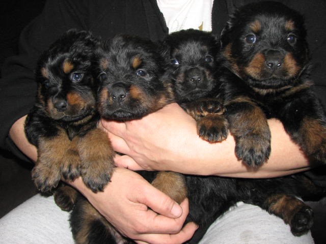 Rottweiler puppy dog for sale in Capitol Heights, Maryland