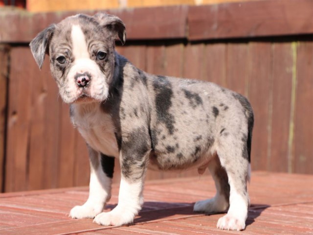Alapaha Blue Blood Bulldog puppy dog for sale in Luverne, Minnesota
