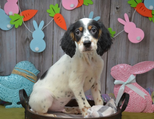 English Setter puppy dog for sale in East Palestine, Ohio