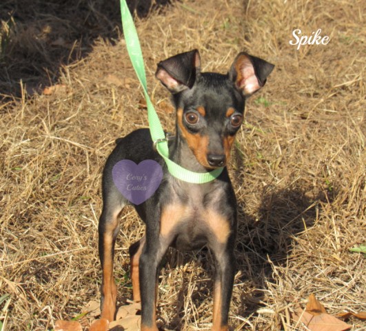 Miniature Pinscher puppy dog for sale in Elkland, Missouri