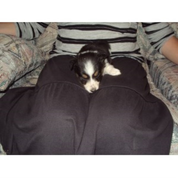 Shetland Sheepdog puppy dog for sale in Shoals, Indiana