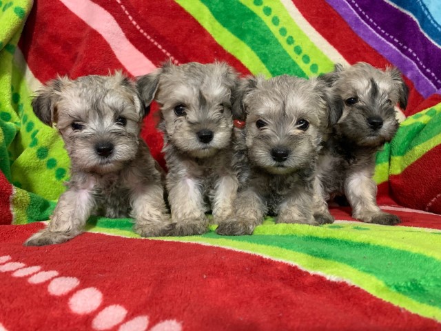 Miniature Schnauzer puppy dog for sale in Nashville, North Carolina