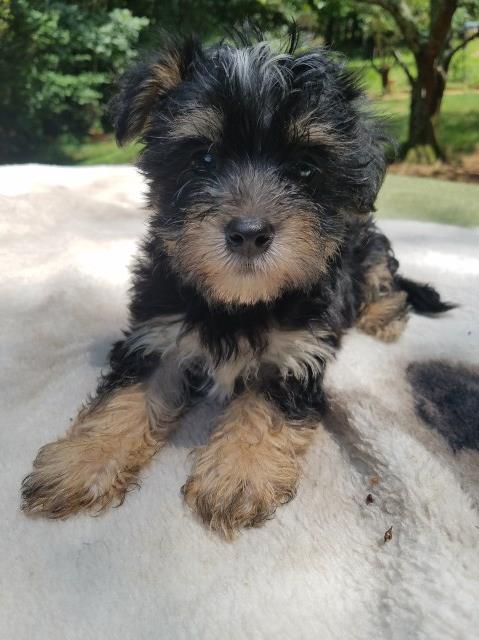 Morkie puppy dog for sale in demorest, Georgia