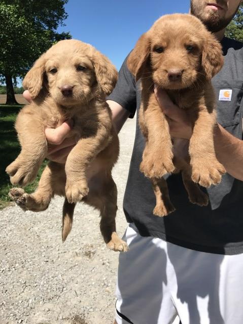Labradoodle puppy dog for sale in Red Bud, Illinois