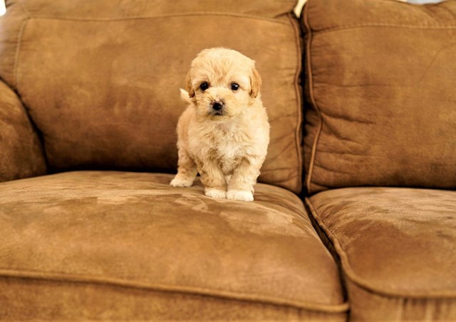 Cockapoo puppy dog for sale in Fullerton, California