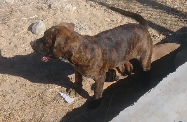 Louisiana Catahoula Leopard Dog puppy dog for sale in Landers, California