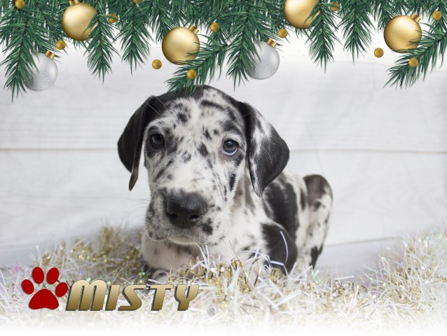 Great Dane puppy dog for sale in Grabill, Indiana