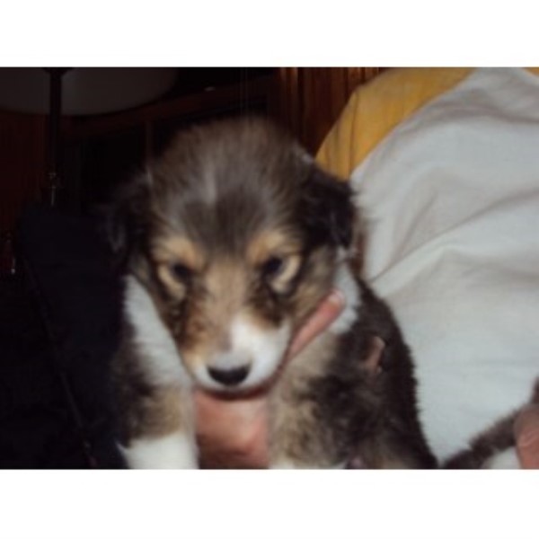 Shetland Sheepdog puppy dog for sale in Shoals, Indiana