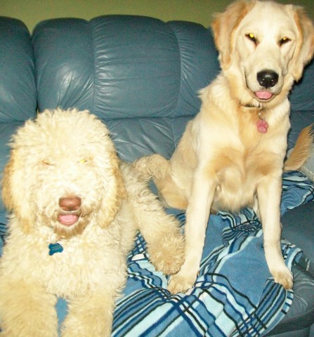 Goldendoodle puppy dog for sale in Buffalo, New York