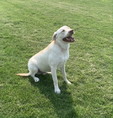 Labrador Retriever puppy dog for sale in Newmanstown, Pennsylvania