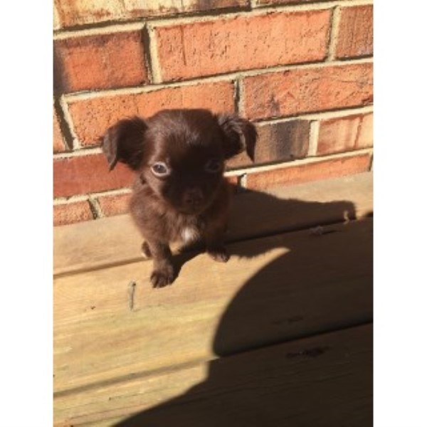 Pug puppy dog for sale in Vernon, Connecticut