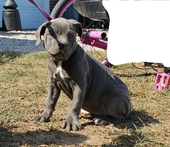 Cane Corso puppy dog for sale in Elizabethtown, Kentucky
